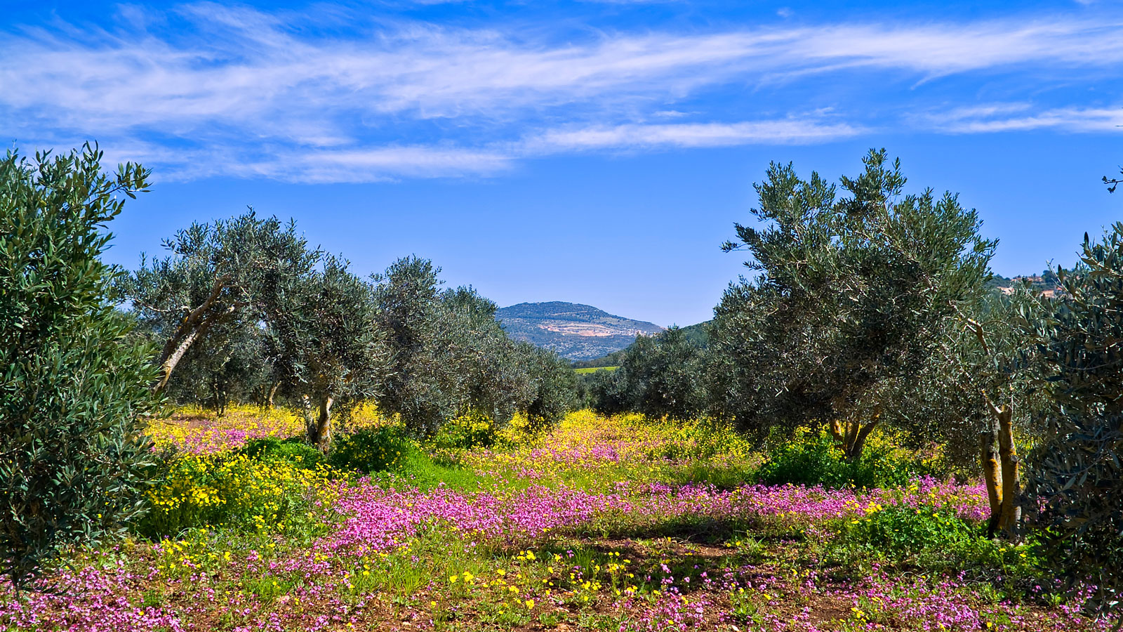 Chag Pessach Sameach · Jüdischer Nationalfonds