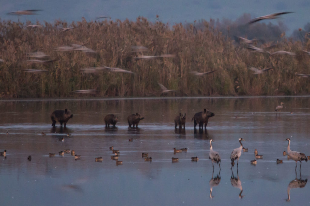 Die Fauna in Israel · Jüdischer Nationalfonds Die Fauna in Israel