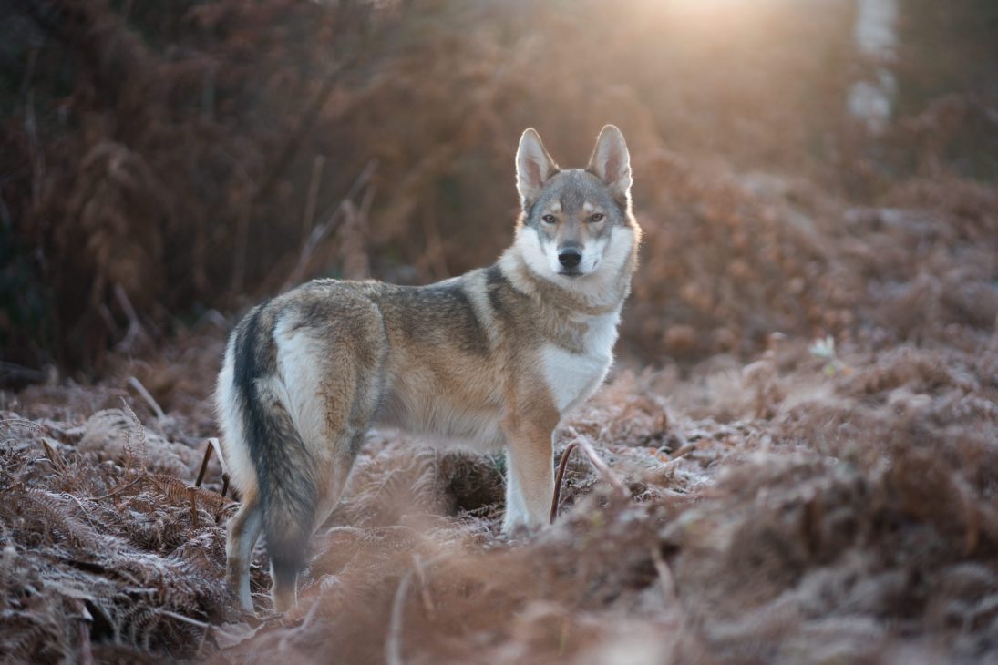 Die Fauna in Israel · Jüdischer Nationalfonds Die Fauna in Israel
