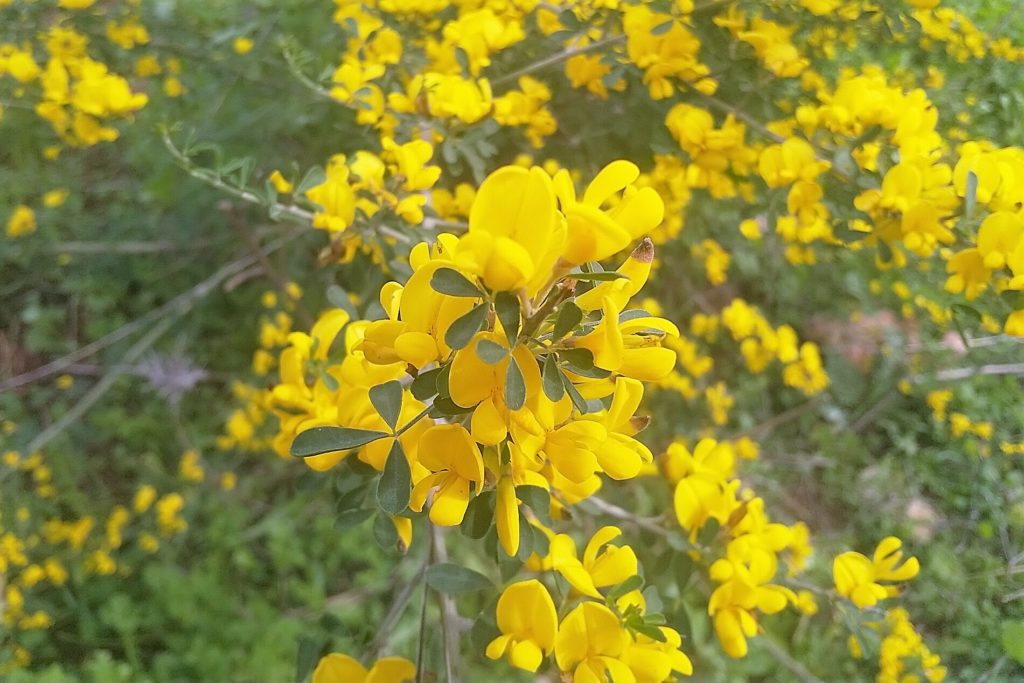 Galiläa im Frühling · Jüdischer Nationalfonds